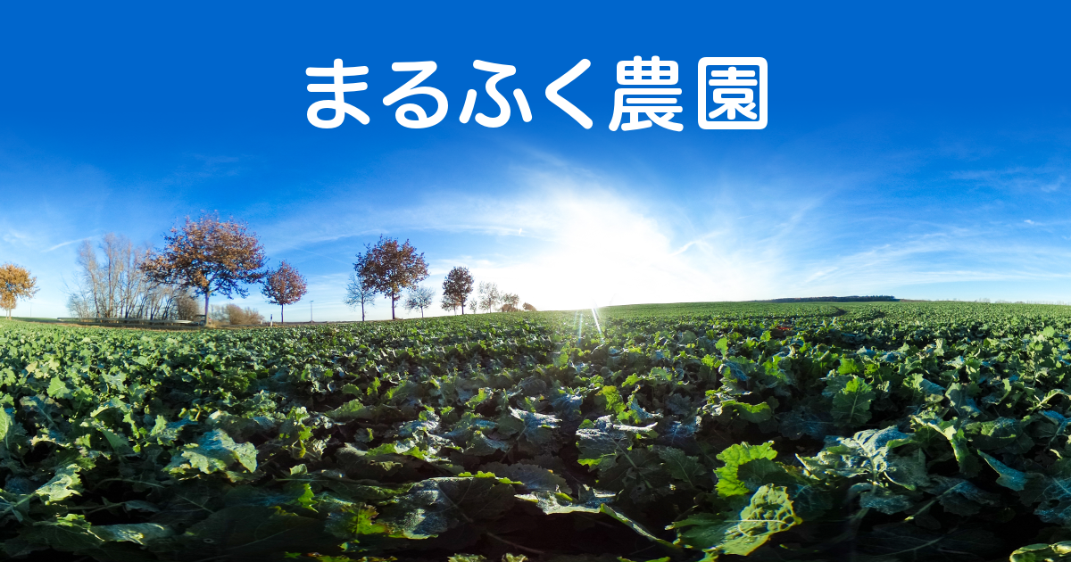 まるふく農園 | 横浜市泉区でお野菜作ってました。